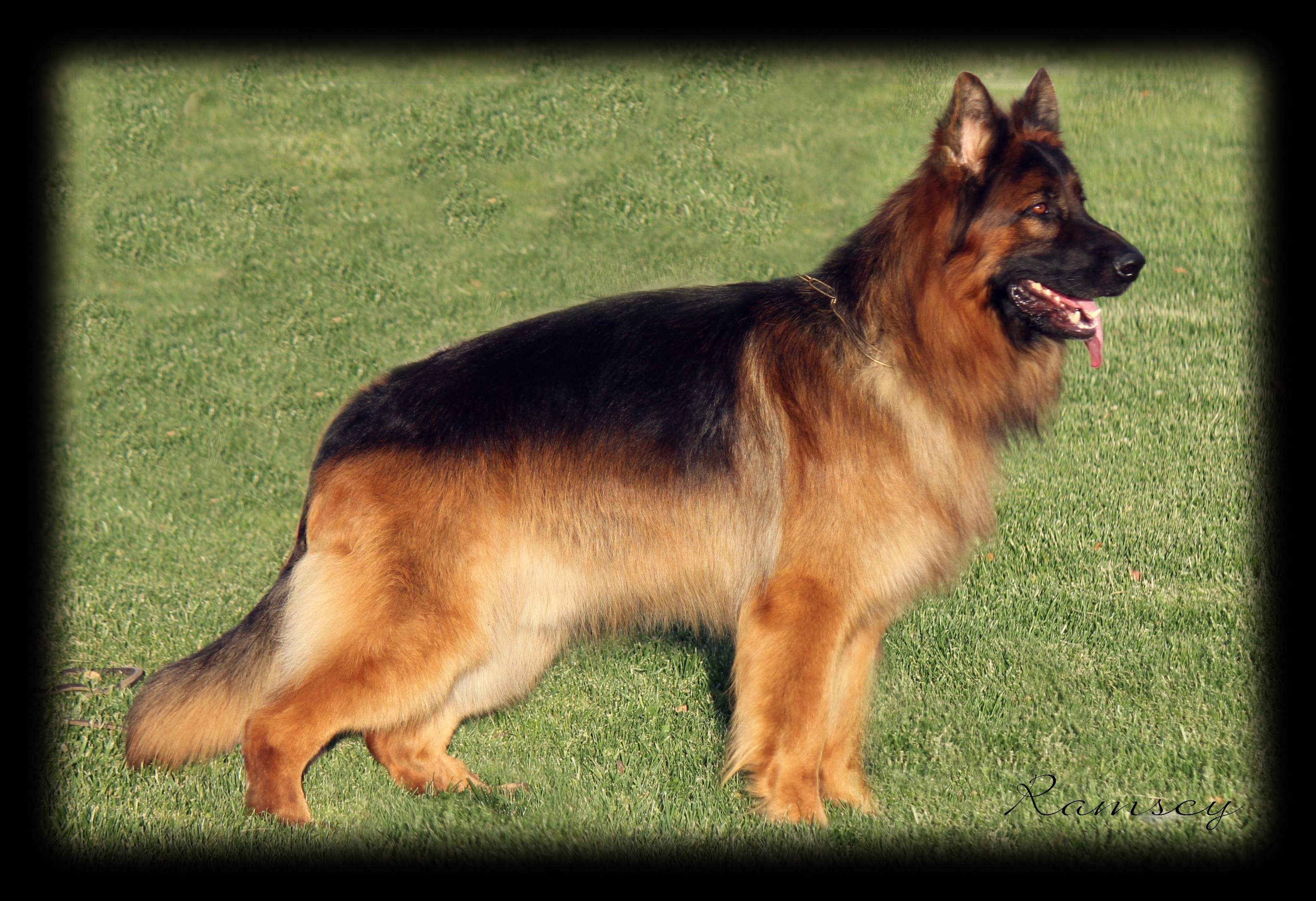 So Cal German Shepherds - Ramsey